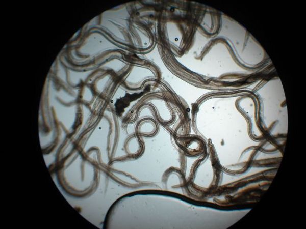 TENIA DEL CANE: UN RISCHIO PER L'UOMO? - Ragusa Oggi