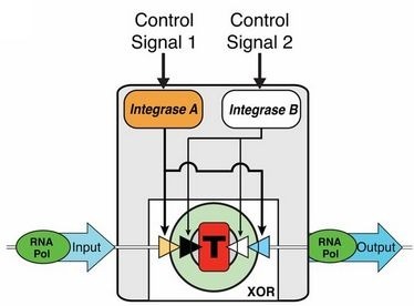 REALIZZATO IL PRIMO TRANSISTOR BIOLOGICO - Ragusa Oggi