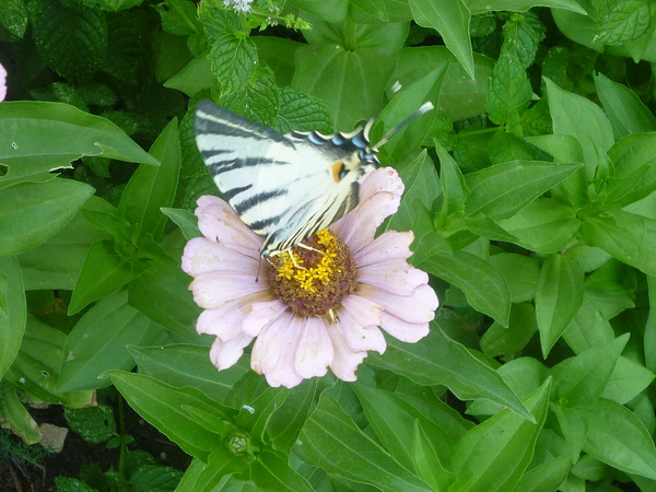 LE FARFALLE DOPO GLI SCASSINATORI A RAGUSA OGGI - Ragusa Oggi
