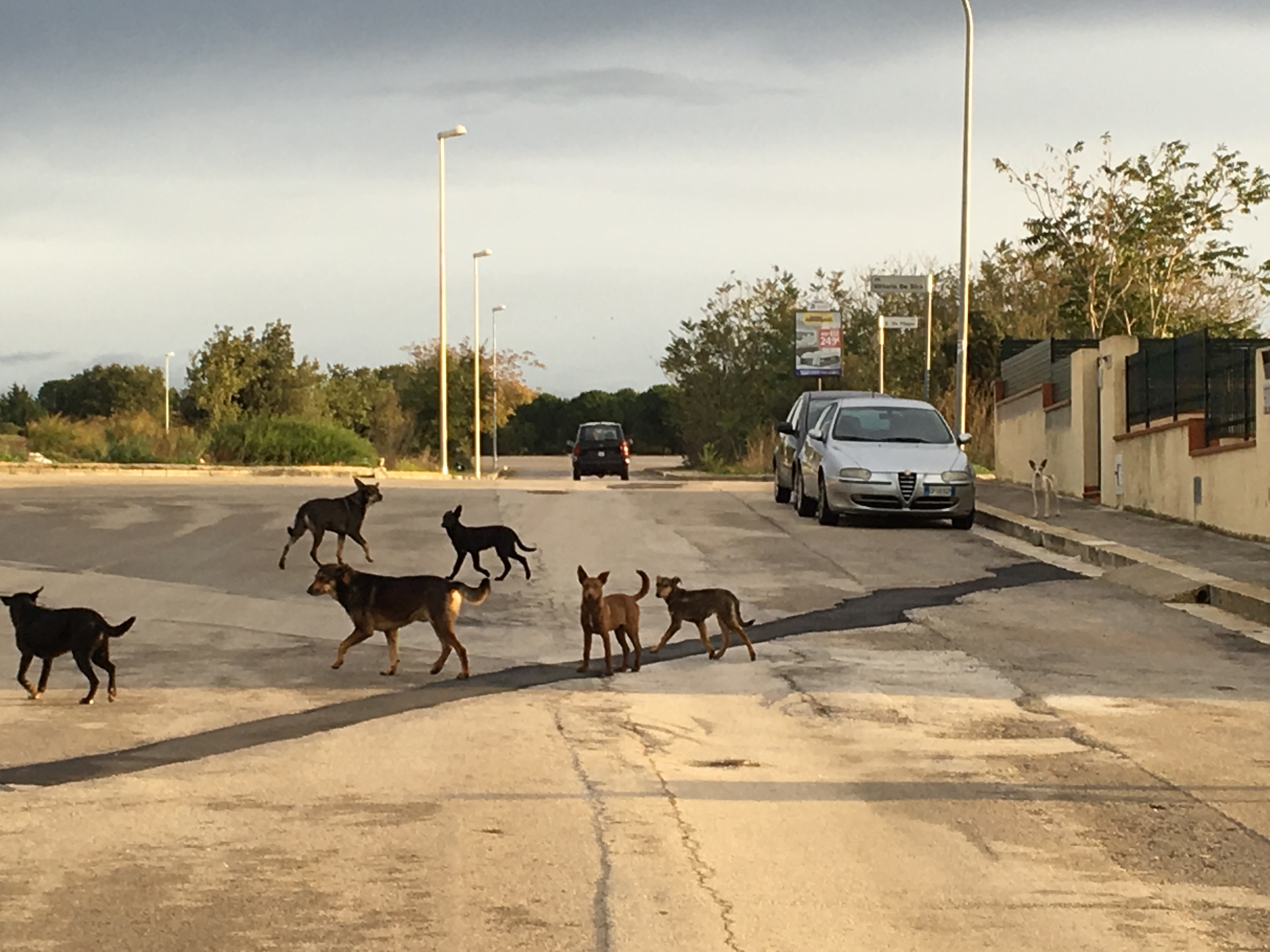 Ragusa la città dei randagi. La nota di Partecipiamo - Ragusa Oggi