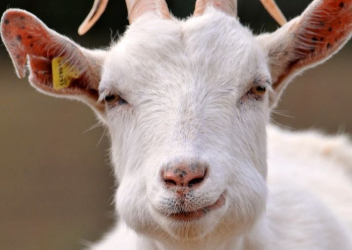 Le capre? Sono attratte dalle persone felici. I risultati di un curioso ...