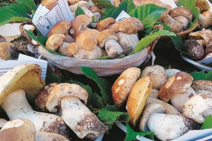 Passione funghi! Corso di formazione micologica a Chiaramonte Gulfi ...