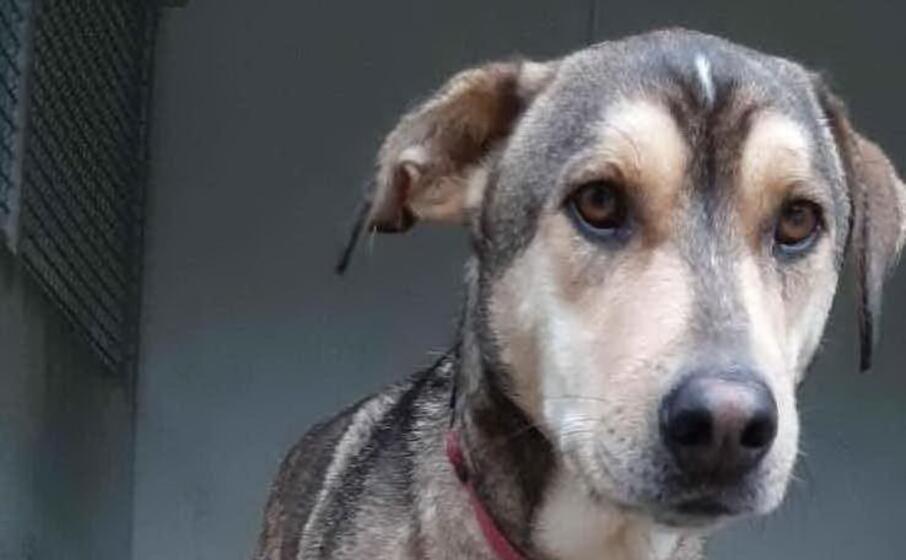 Priolo: cane legato ad un'auto e trascinato per le campagne. La ...