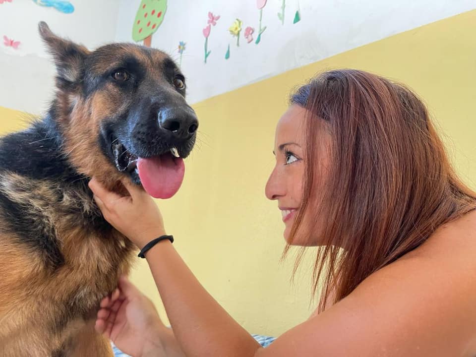 Sta bene il cane bastonato a Monterosso: consegnato ai volontari della ...