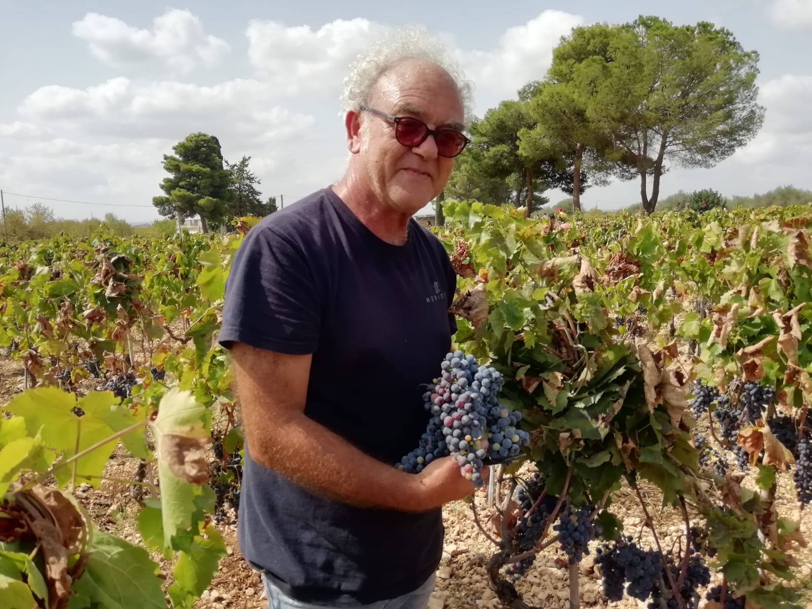 Chiaramonte. Festa della vendemmia 2021: sarà un’annata particolare ...