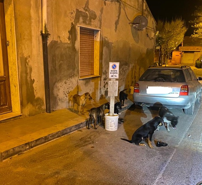 Un gruppo di cani randagi staziona a Scoglitti: "Branco particolarmente ...