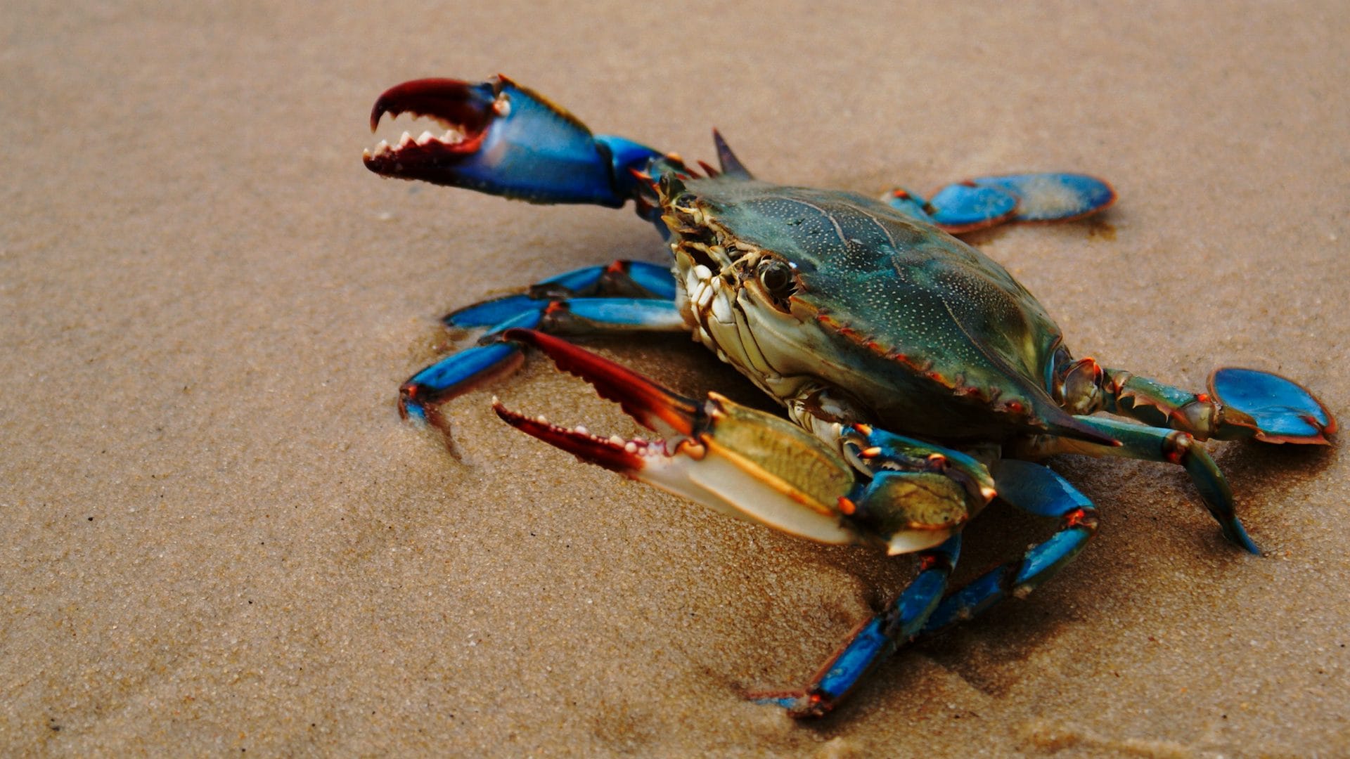 Fa capolino nel mare ibleo il granchio blu. Pescato a Donnalucata ...