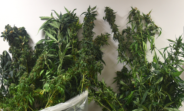 Coltivava marijuana in casa, un arresto a Ragusa - Ragusa Oggi Coltivava marijuana in casa, un arresto a Ragusa - Ragusa Oggi