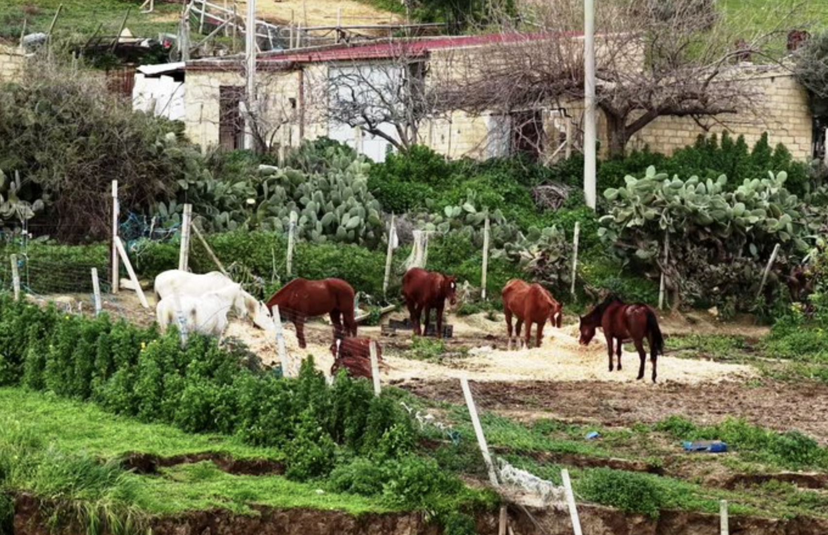 Salvati i cavalli di Niscemi: isolati dopo la frattura delle vallate ...